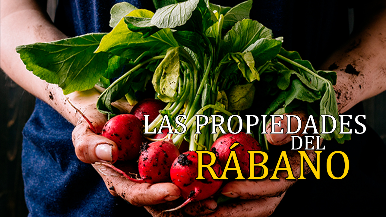 Las Propiedades del Rábano – La Verdad ilustrada